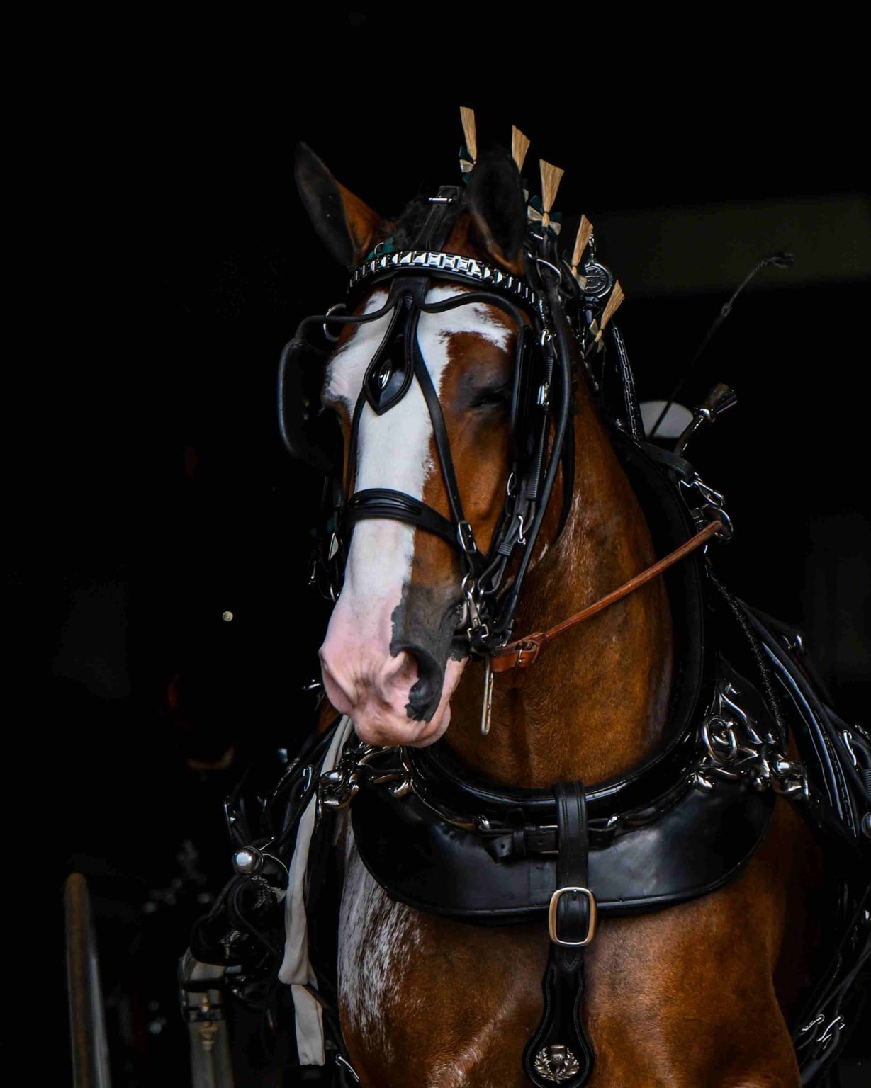 Triple Crown Draft Classic